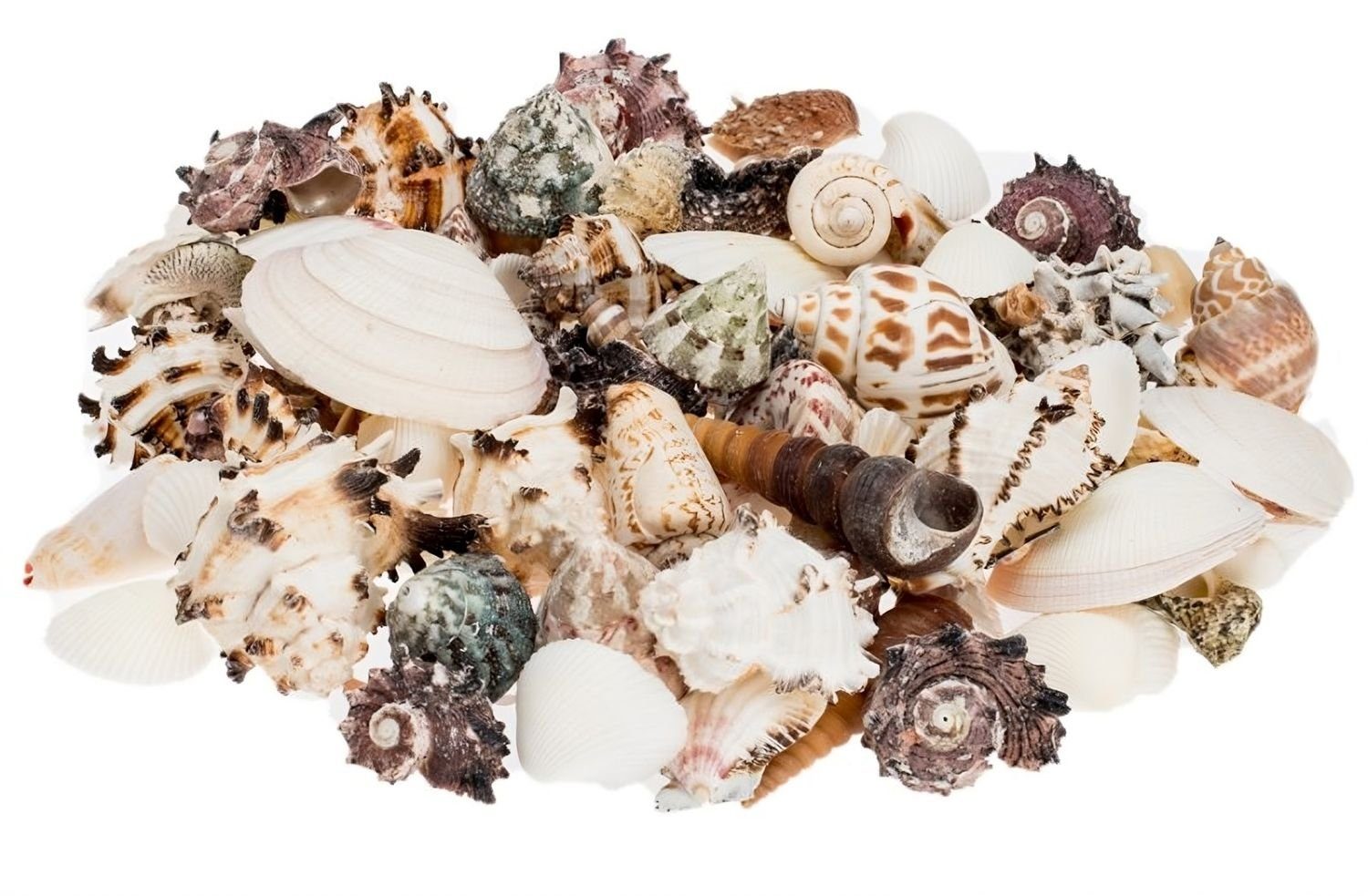 Nadeco Bastelnaturmaterial Muschelmix Large Gewicht Ca 1kg