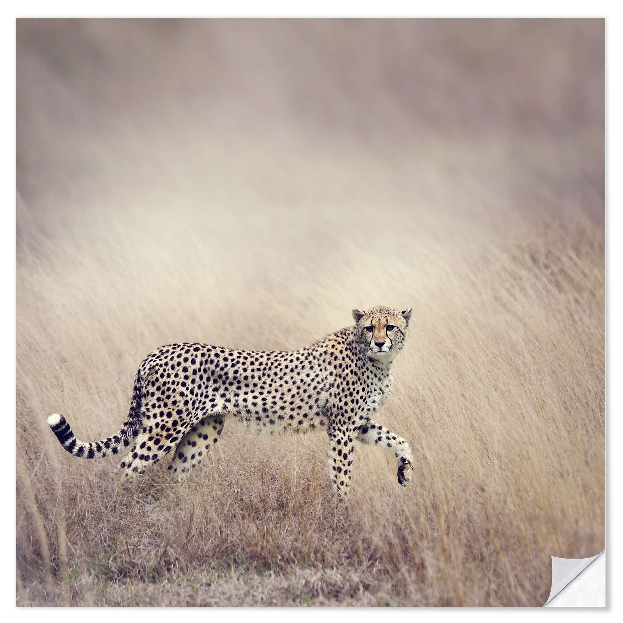Posterlounge Wandfolie Editors Choice, Gepard auf der Jagd, Fotografie