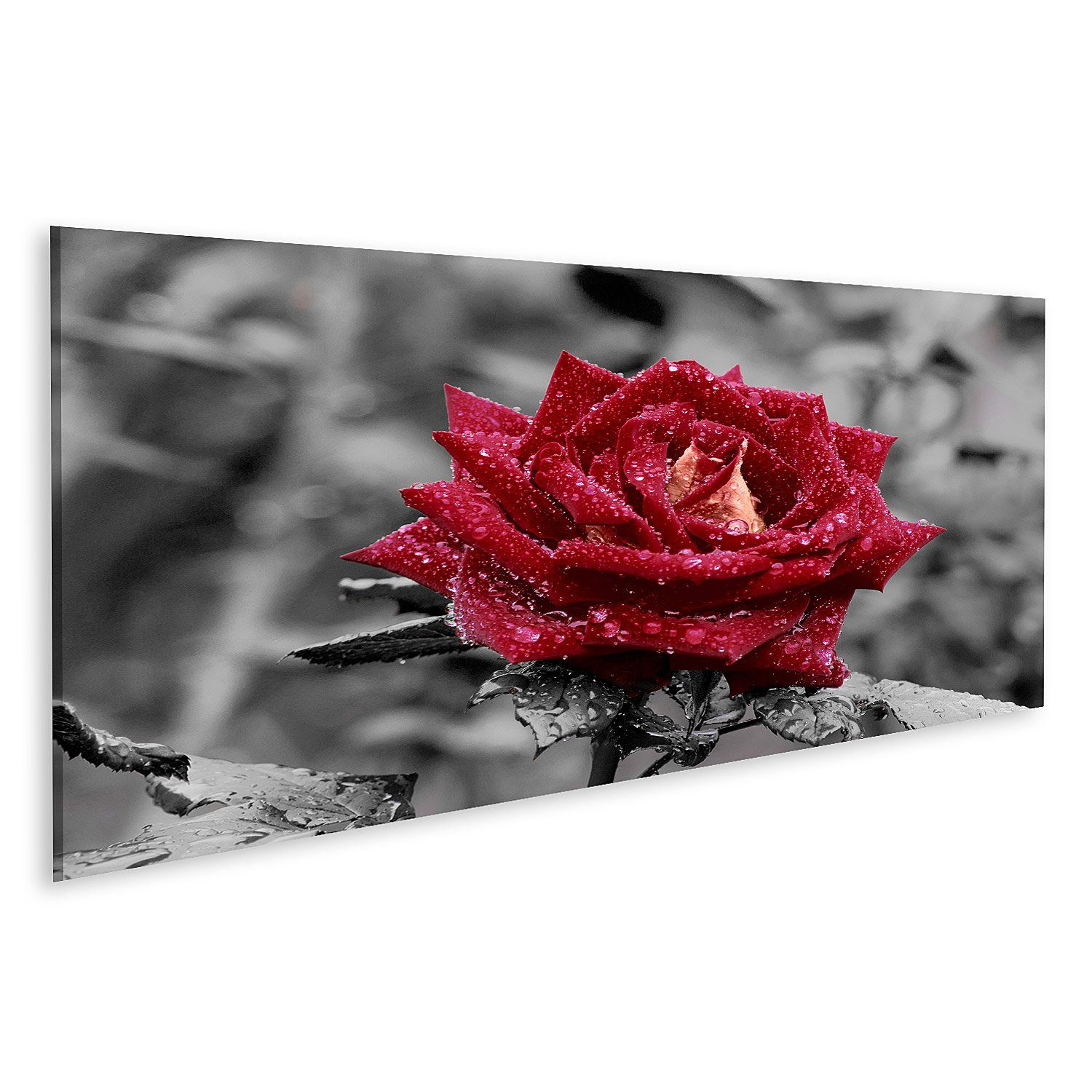 Islandburner Leinwandbild Bild Auf Leinwand Rote Rose Auf Grauem