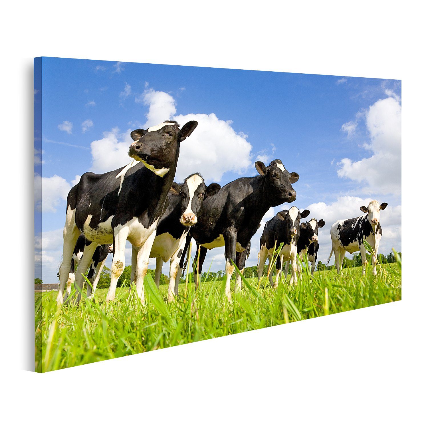 islandburner Leinwandbild Bild auf Leinwand Holstein Kühe Auf Der Wiese Wandbild Leinwandbild W