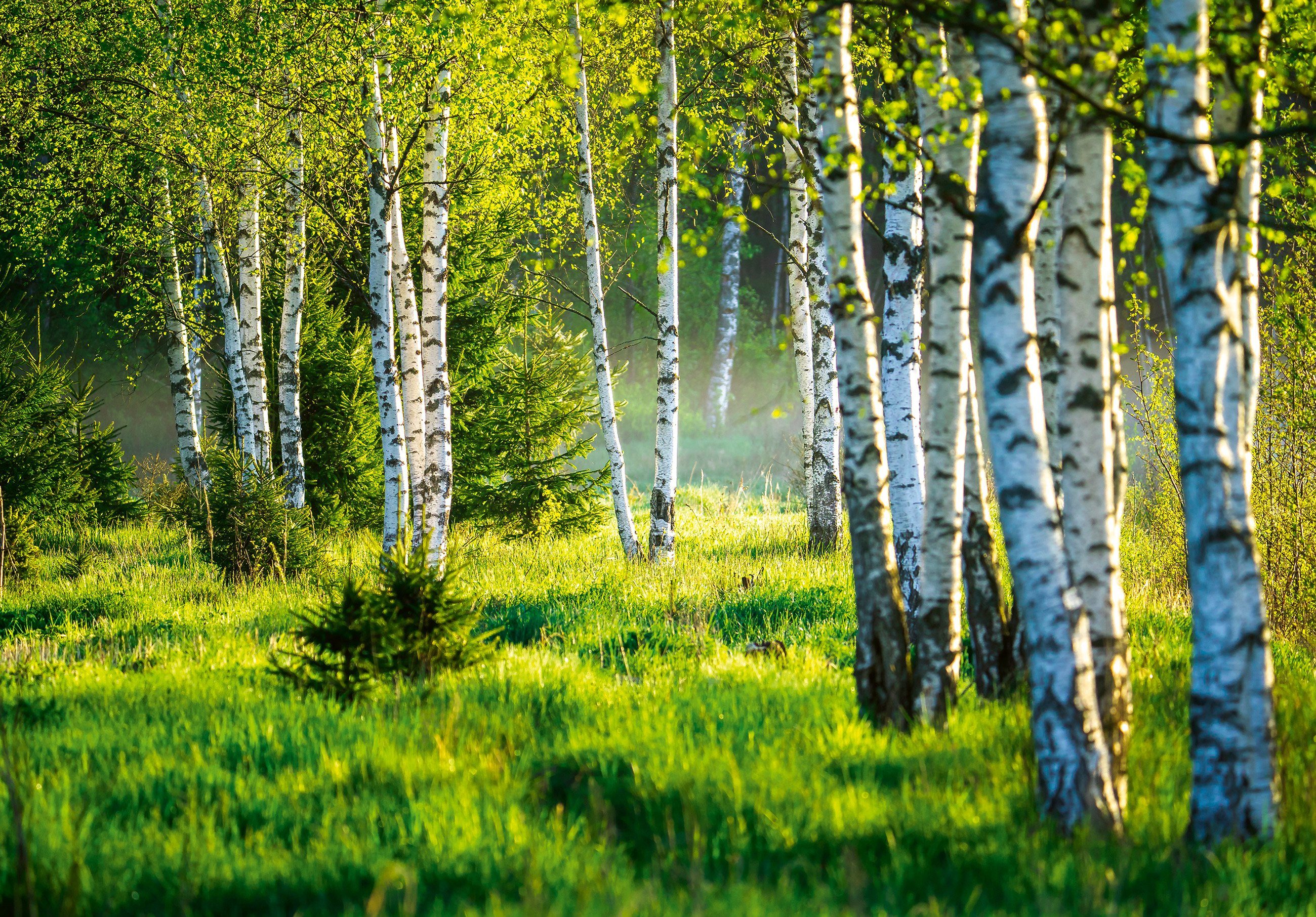 Birkenwald-Fototapeten online kaufen | OTTO