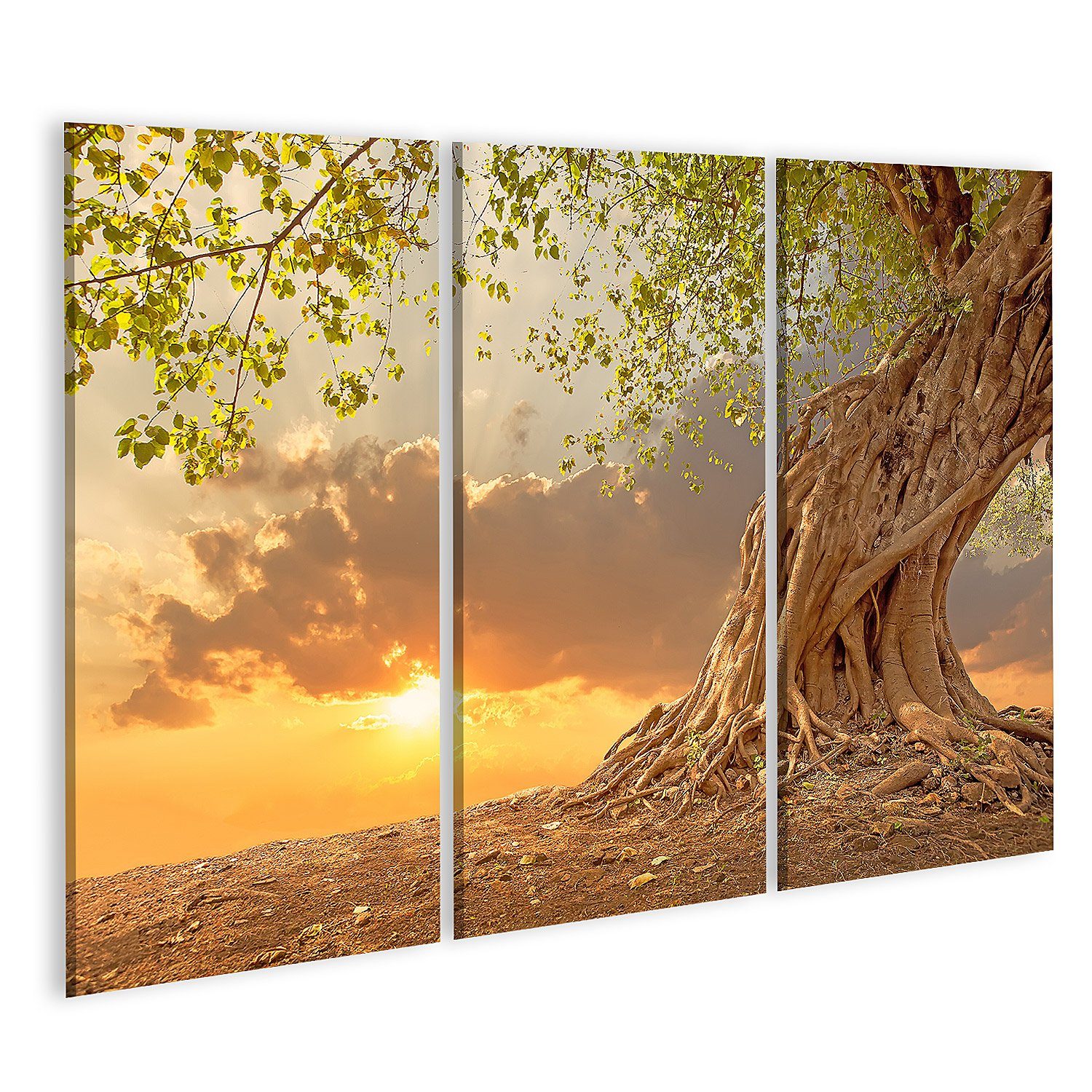 islandburner Leinwandbild Bild auf Leinwand Schöner alter Baum bei Sonnenuntergang leuchtend ora