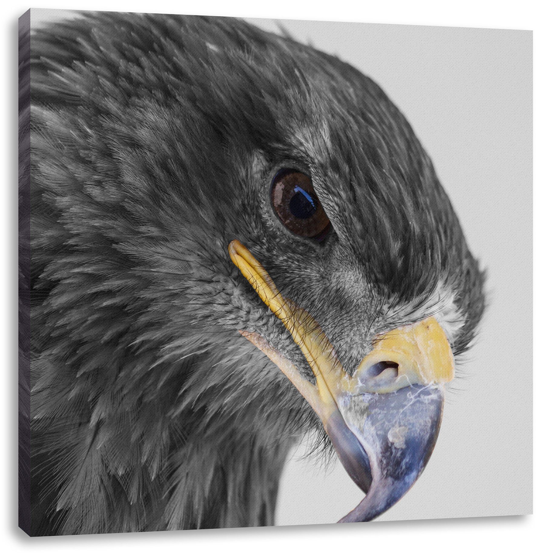 Pixxprint Leinwandbild Wunderschöner Adler Im Portrait Wunderschöner