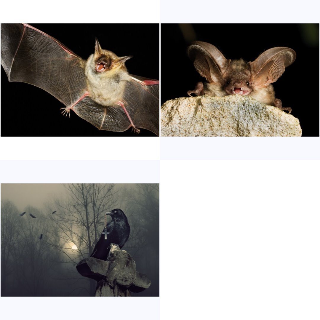 Postkarte n-Set "Bats and Ravens"