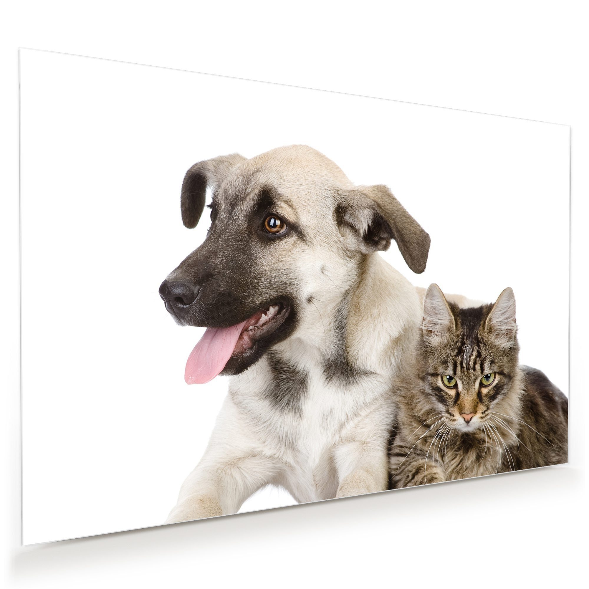 Primedeco Glasbild Wandbild Hund Und Katze Liegend Mit Aufhängung Tiere