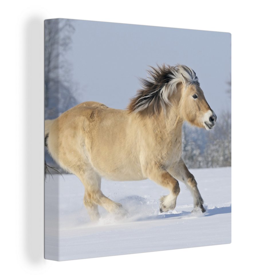 Onemillioncanvasses® Leinwandbild Fjordpferd Läuft Durch Den Schnee 1