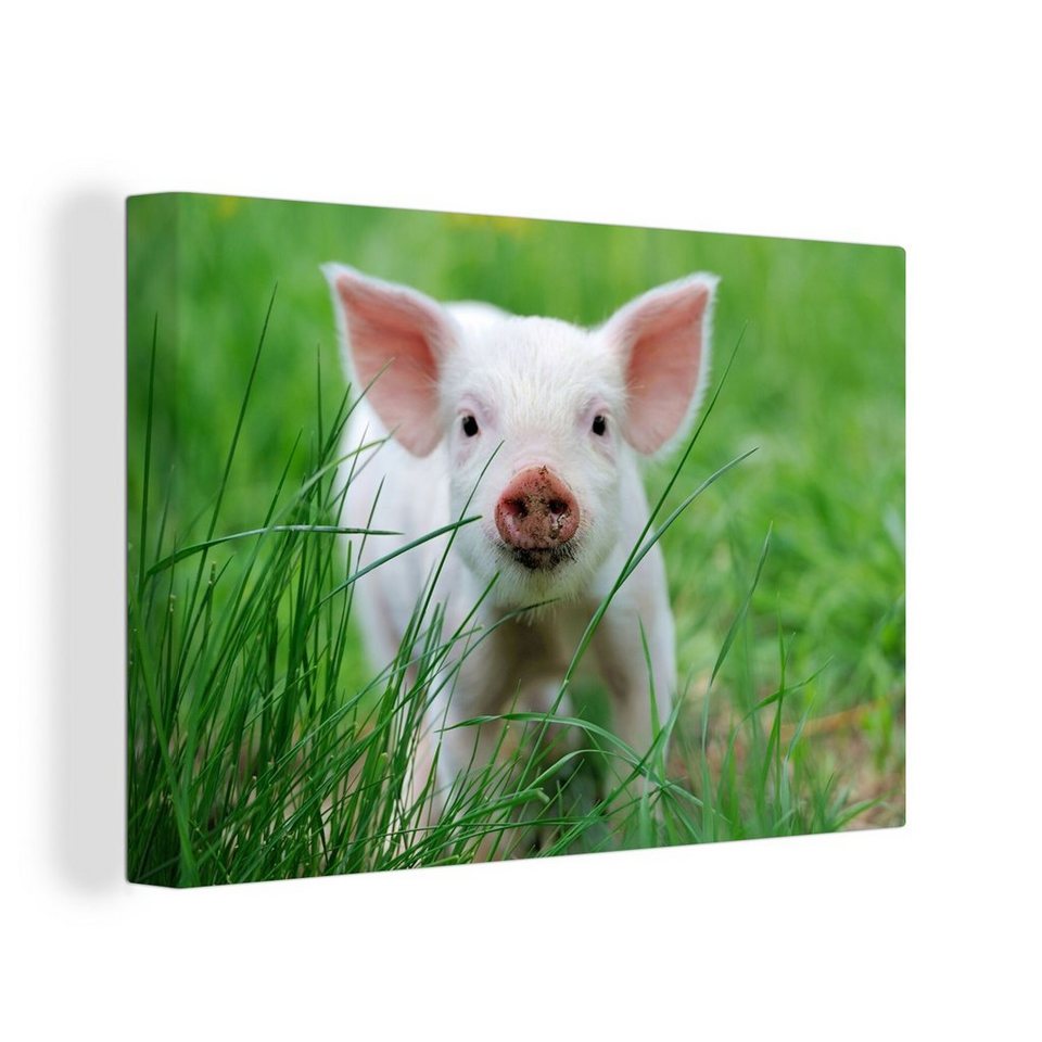Onemillioncanvasses® Leinwandbild Schwein Tiere Groß 1 St