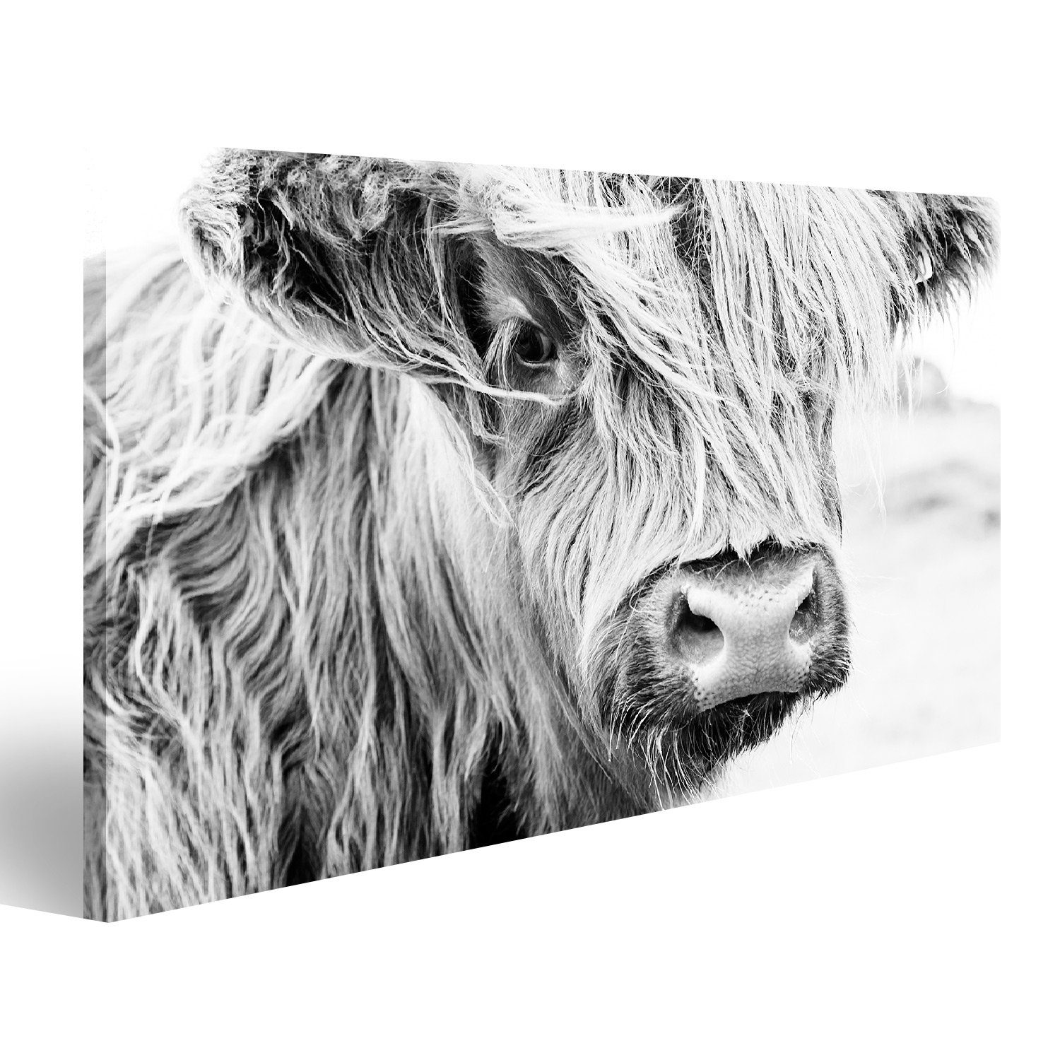 islandburner Leinwandbild »Bild auf Leinwand Schottische Kuh Im Grünen Gras Wandbild ...
