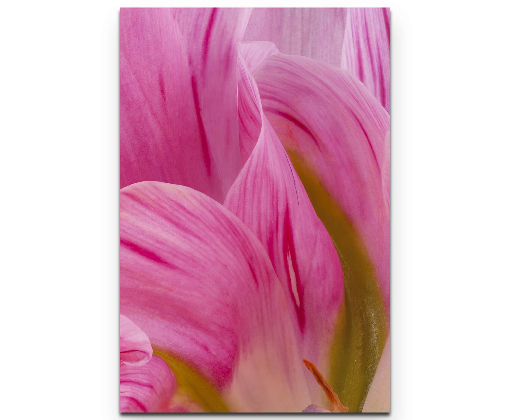 Sinus Art Leinwandbild Rosa Tulpen Im Sommer Leinwandbild