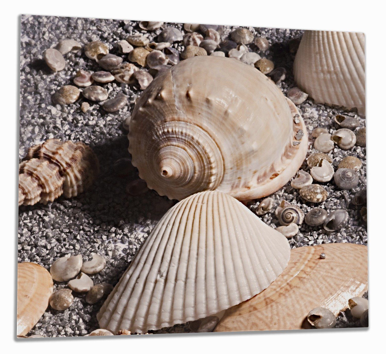 Wallario Herd Abdeckplatte Muscheln Am Strand Esg Sicherheitsglas