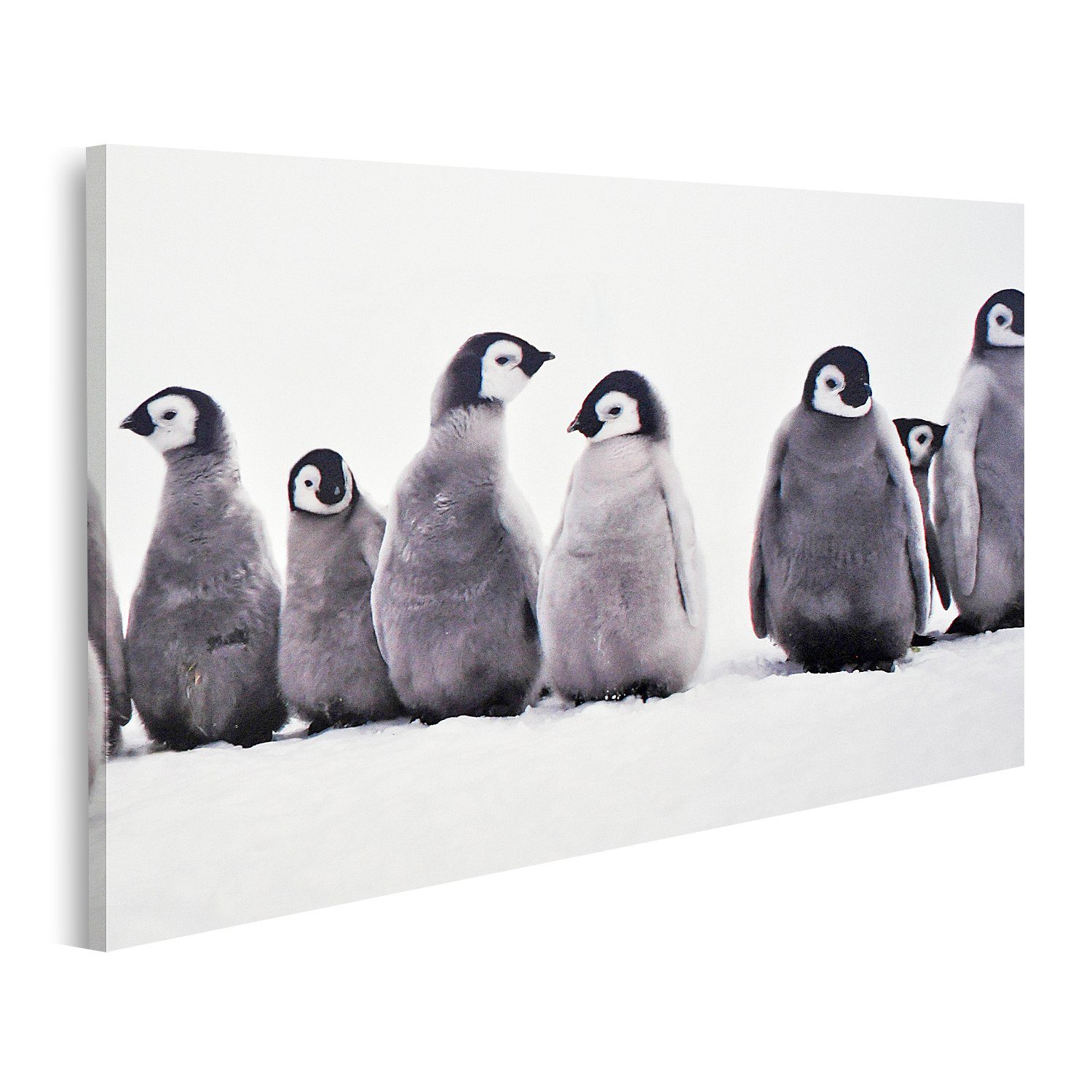 islandburner Leinwandbild Bild auf Leinwand Junge Pinguine Baby Junge Pinguine Baby Eissonne Wan