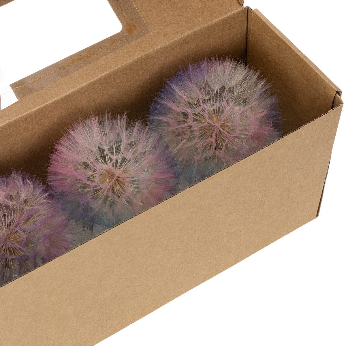 Trockenblume Trockenblumen Deko Pusteblume filigran stabilisiert ...