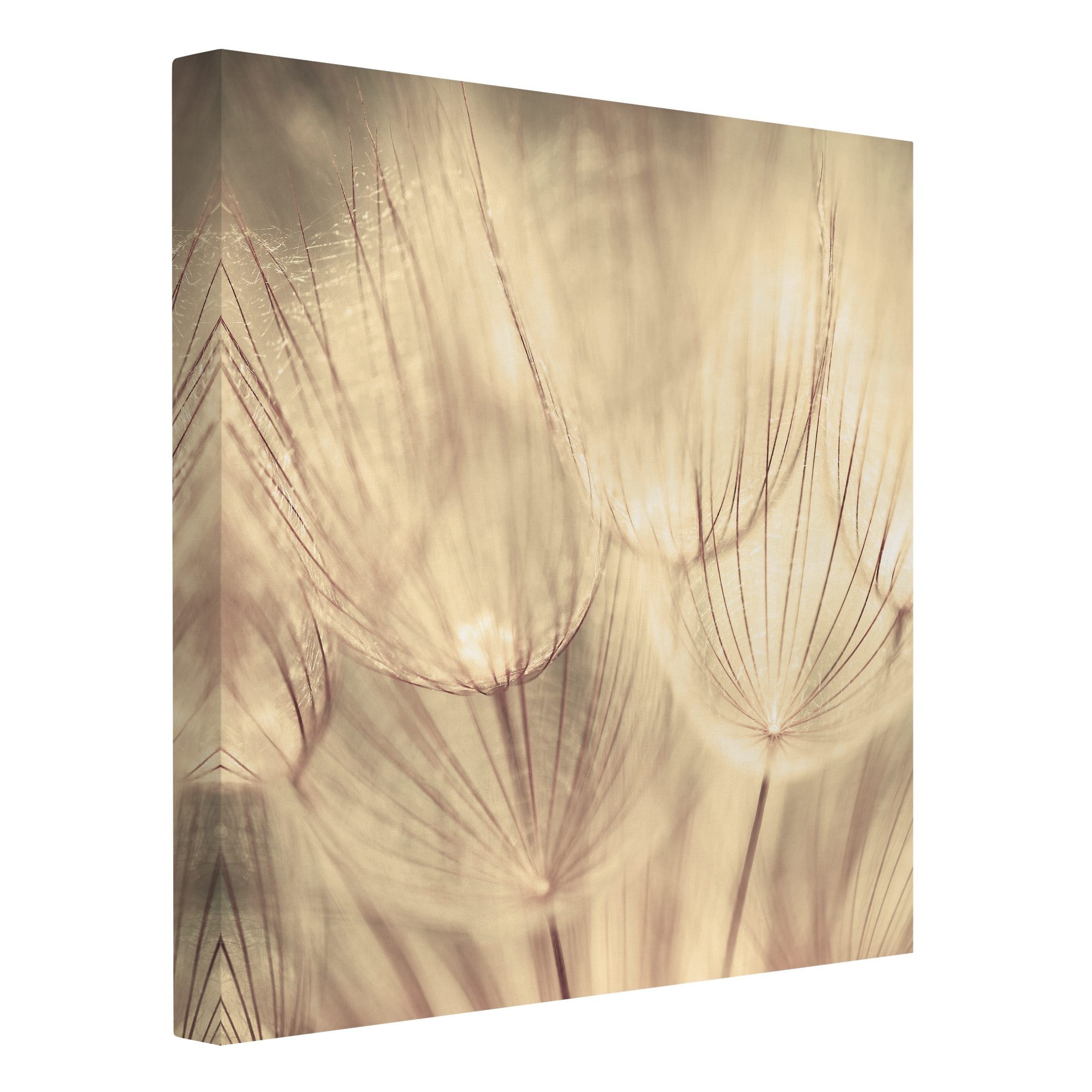Bilderdepot24 Leinwandbild Blumen Natur Modern Pusteblumen schwarz weiss Bild auf Leinwand XXL ...