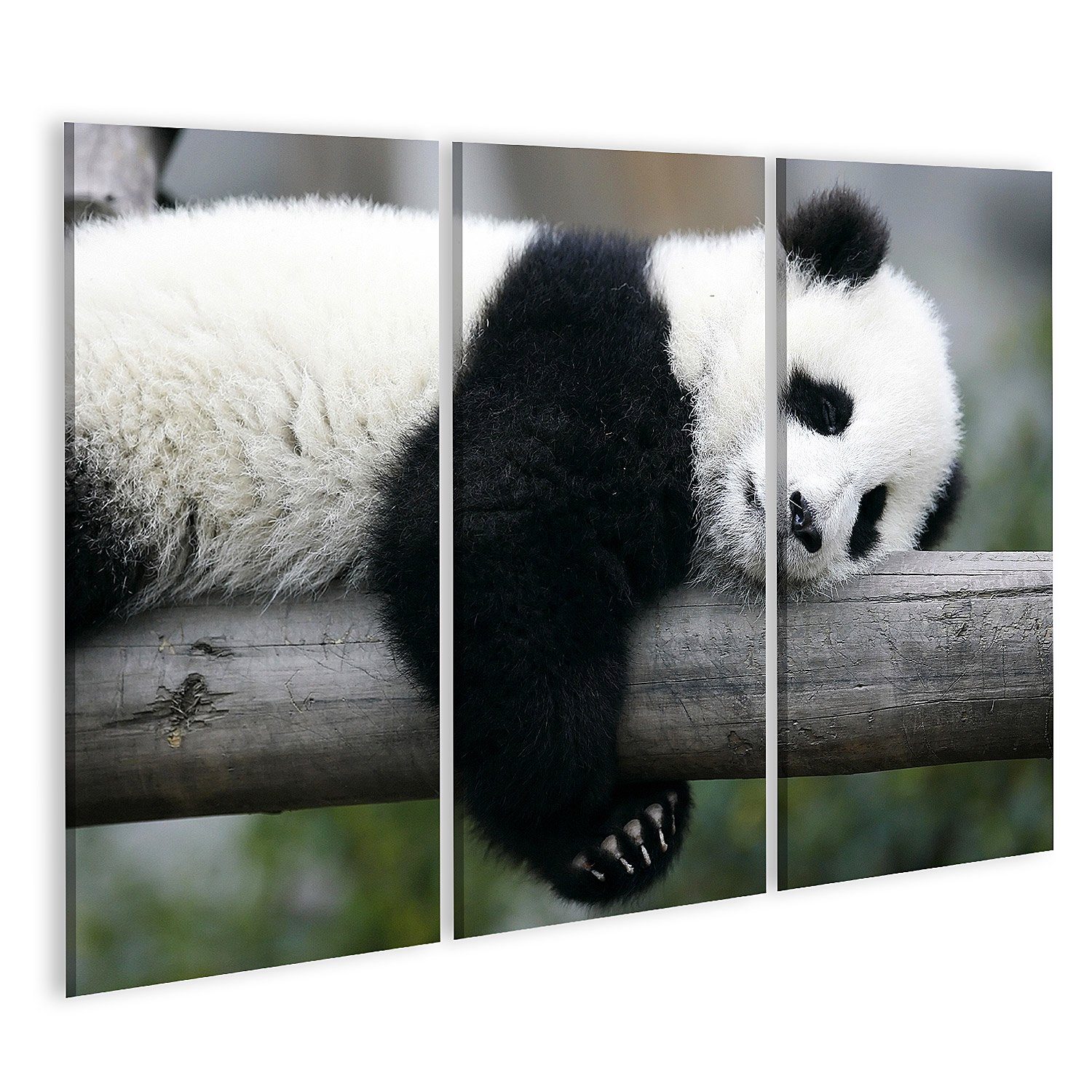 islandburner Leinwandbild »Bild auf Leinwand Großer Pandabär Wandbild Poster Kunstdruck Bilder«