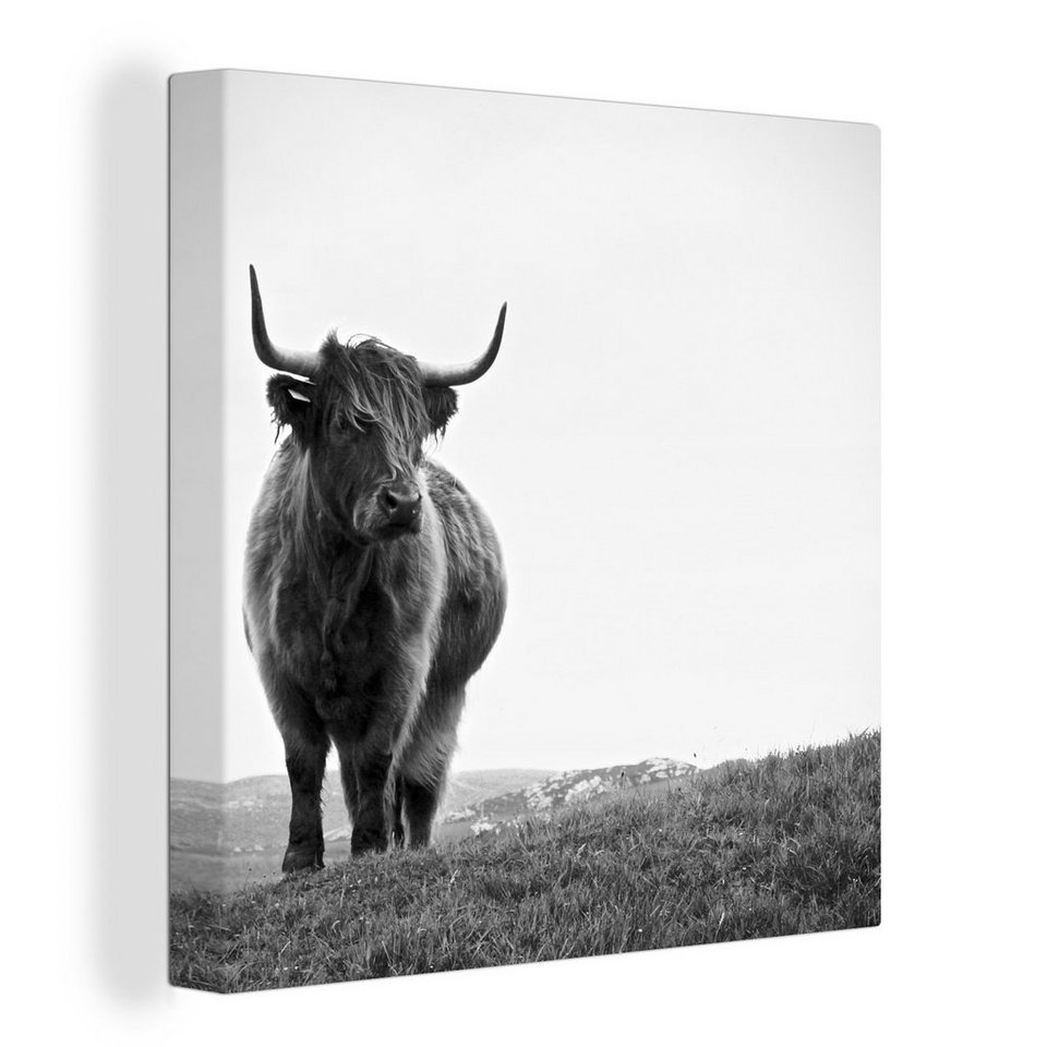 Onemillioncanvasses® Leinwandbild Tiere Schottische Hochlandbewohner