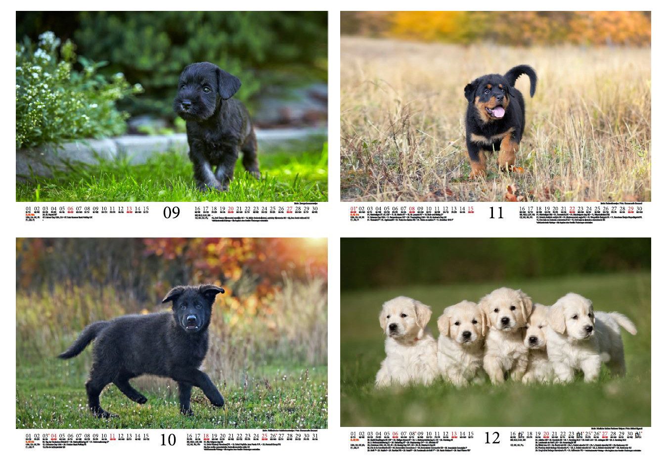 Seelenzauber Wandkalender Welpenzauber DIN A4 Kalender für 2026 Hunde ...