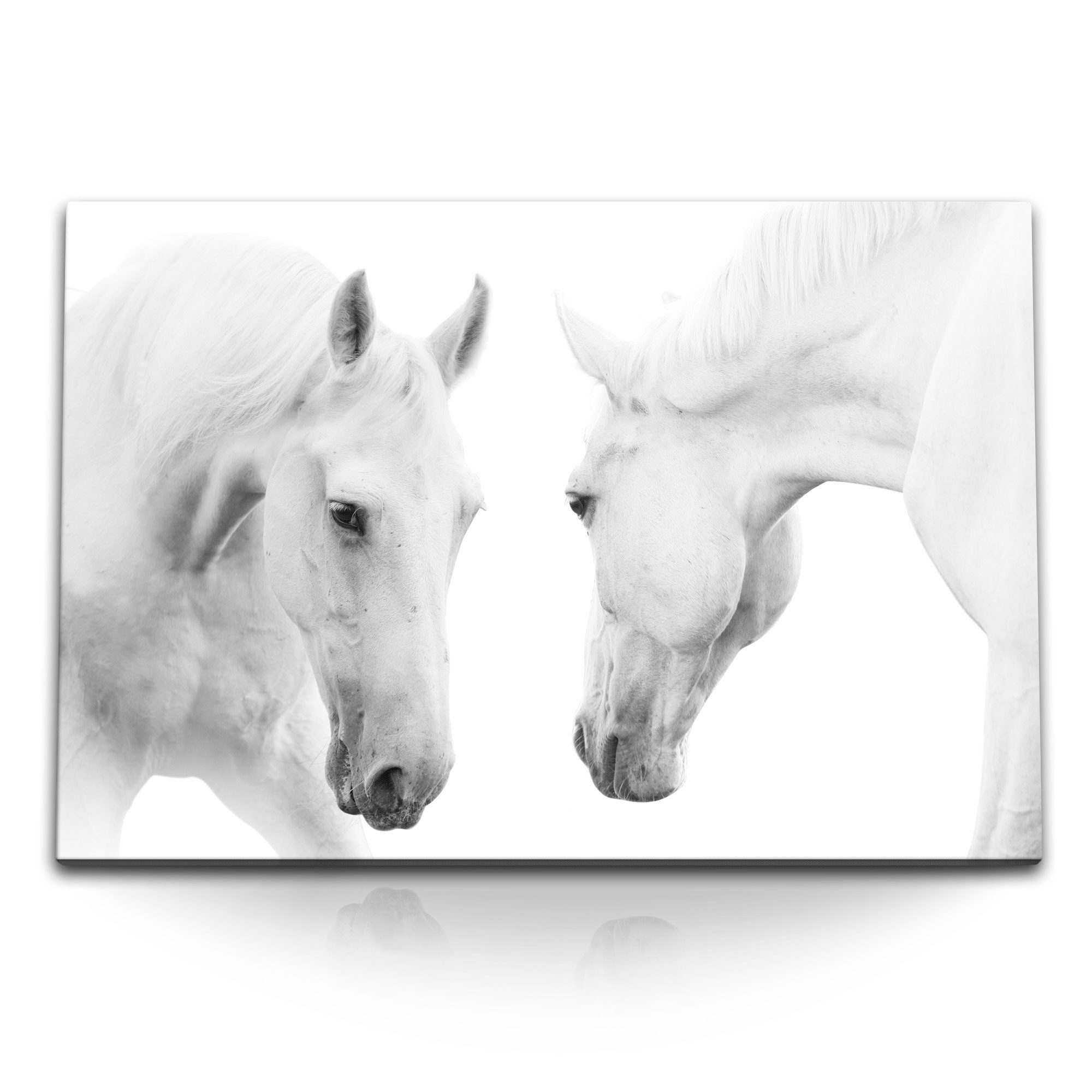 Sinus Art Leinwandbild 120x80cm Wandbild Auf Leinwand Zwei Weiße Pferde