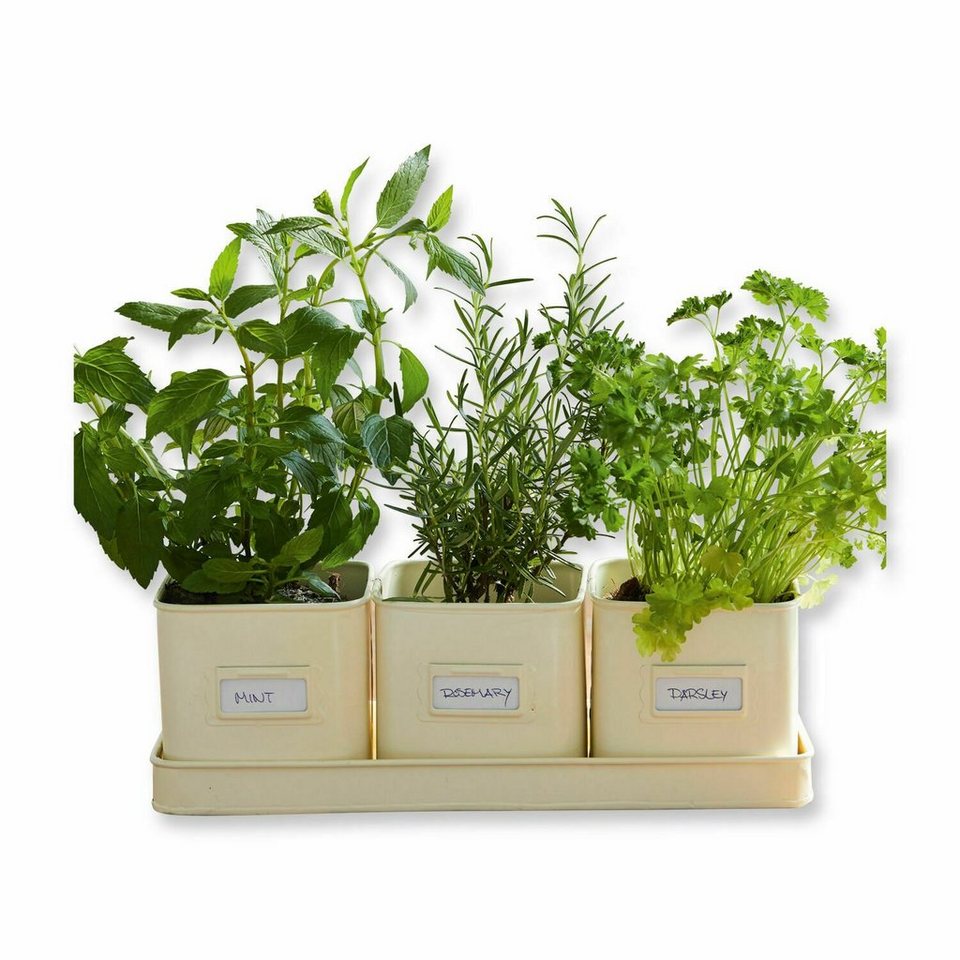 Mirabeau Übertopf Übertopf 3er Set Lievens Creme