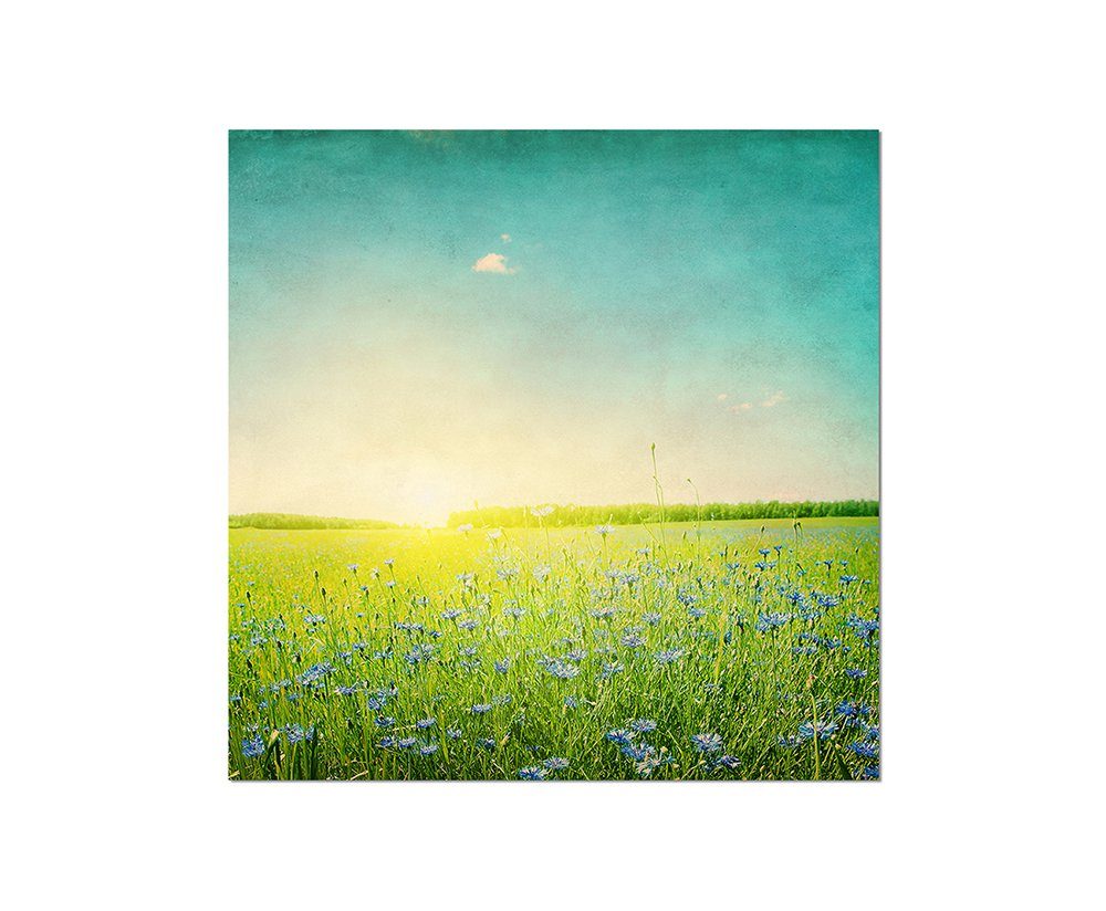 Sinus Art Leinwandbild 80x80cm Kornblumen Feld Sonnenuntergang Frühling