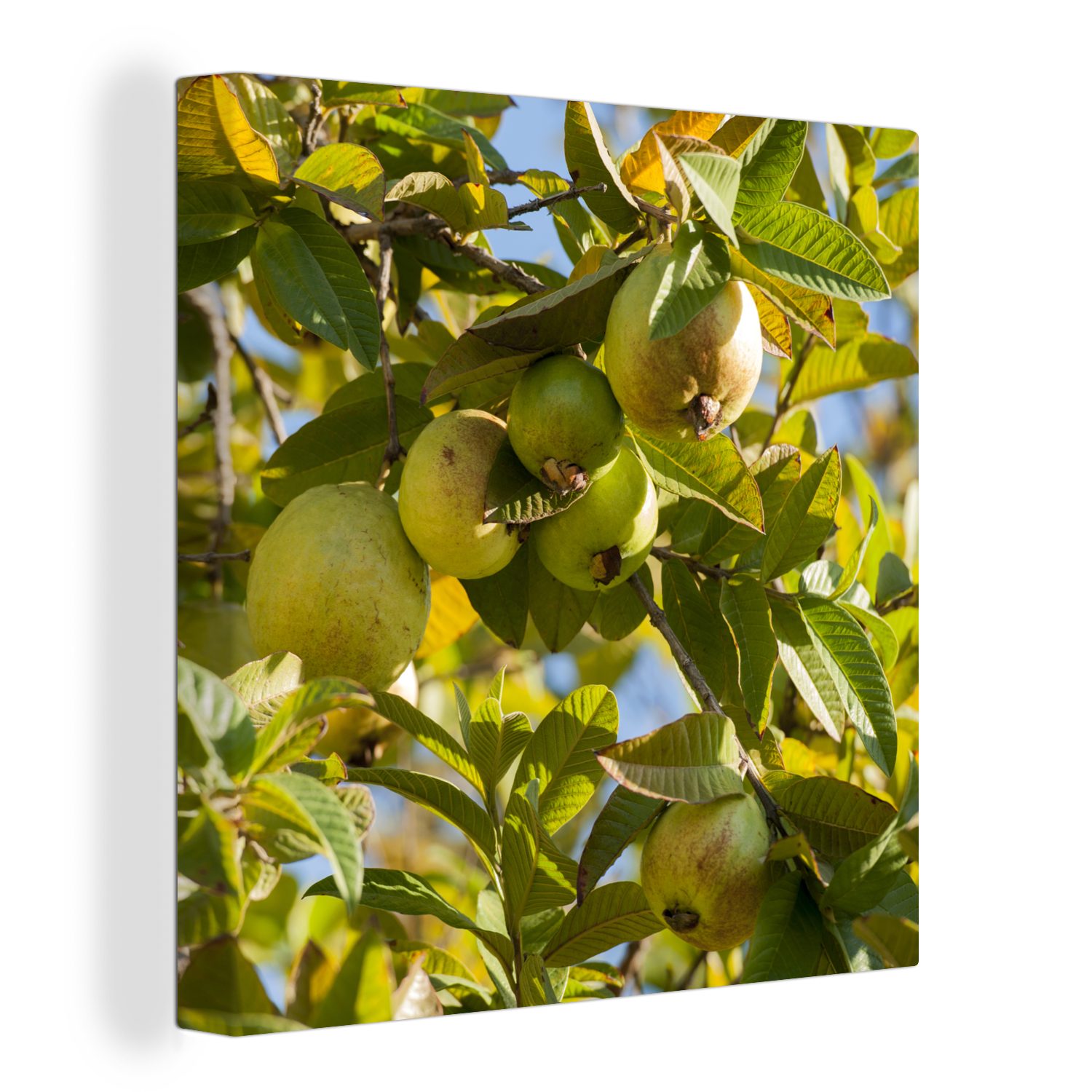 Onemillioncanvasses® Leinwandbild Ein Guavenbaum In Voller Pracht Im