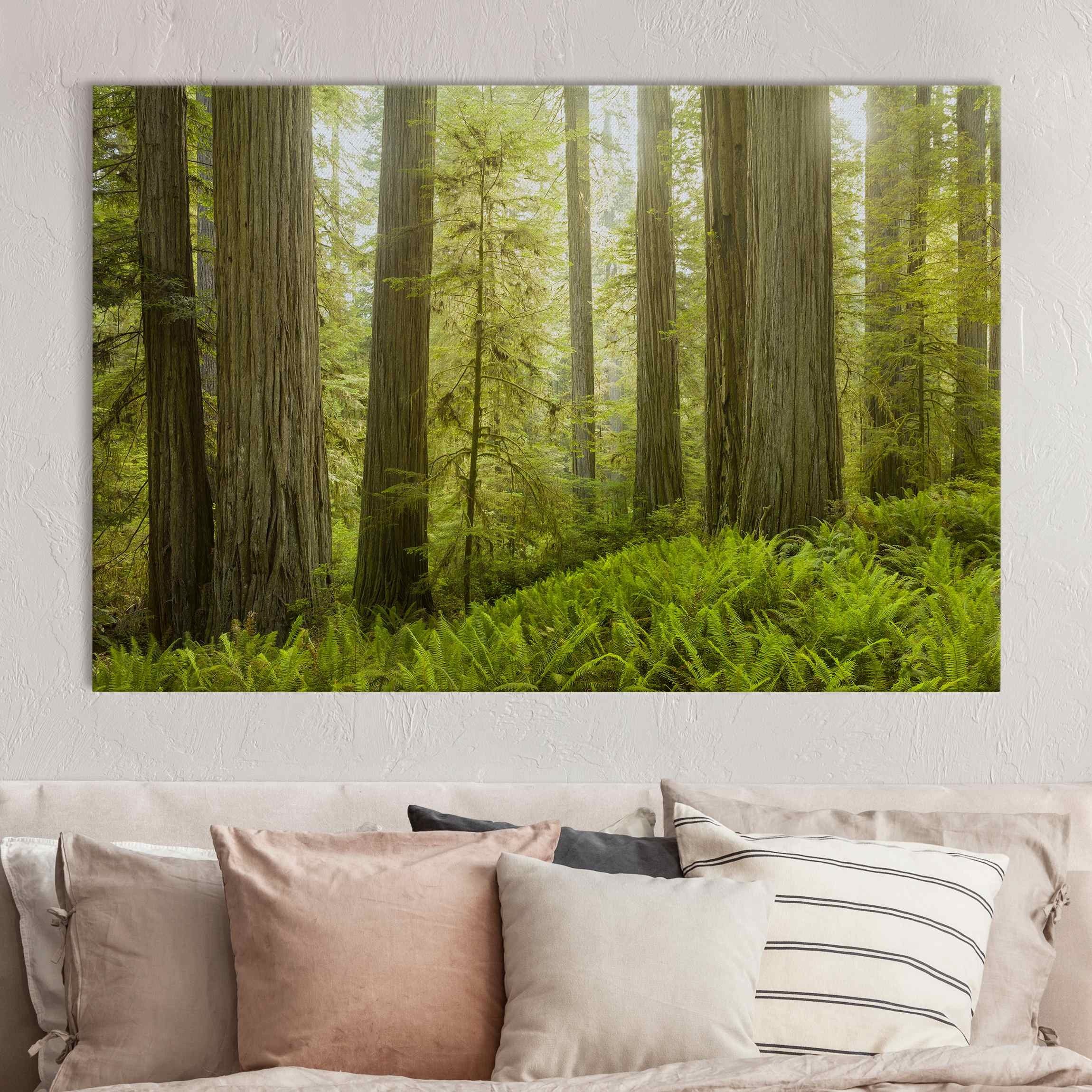 Bilderdepot24 Leinwandbild Akustikbild Wald Natur Landschaft Redwood State Park Akustik Bilder ...