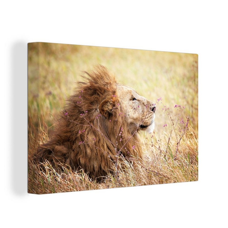 Onemillioncanvasses® Leinwandbild Löwe Jagd Gras 1 St Wandbild