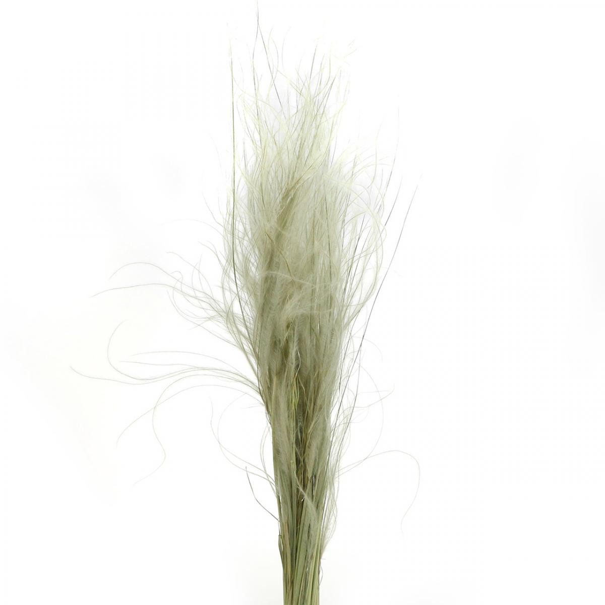 Trockenblume Trockenblumen Deko Pusteblume filigran stabilisiert ...