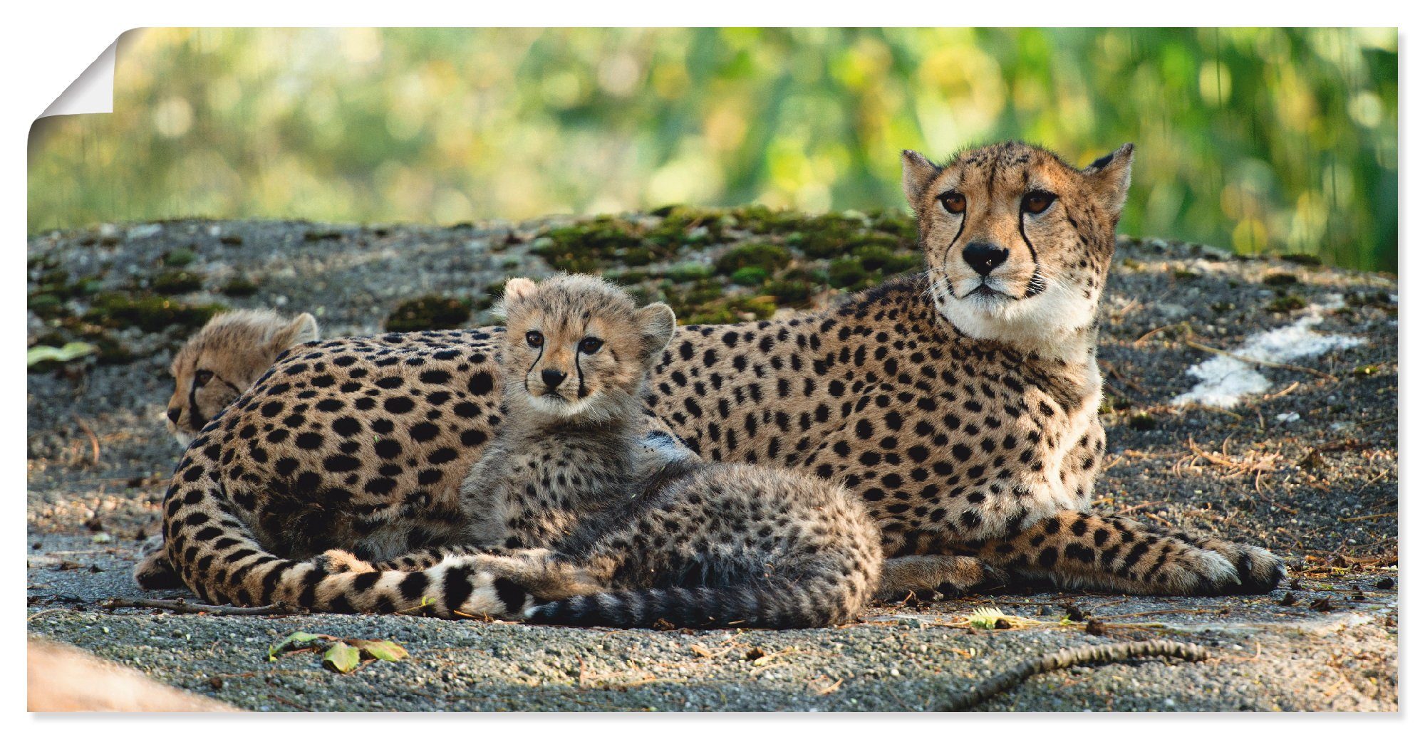 Artland Wandbild Gepard 2 Wildtiere 1 St Als Leinwandbild Poster