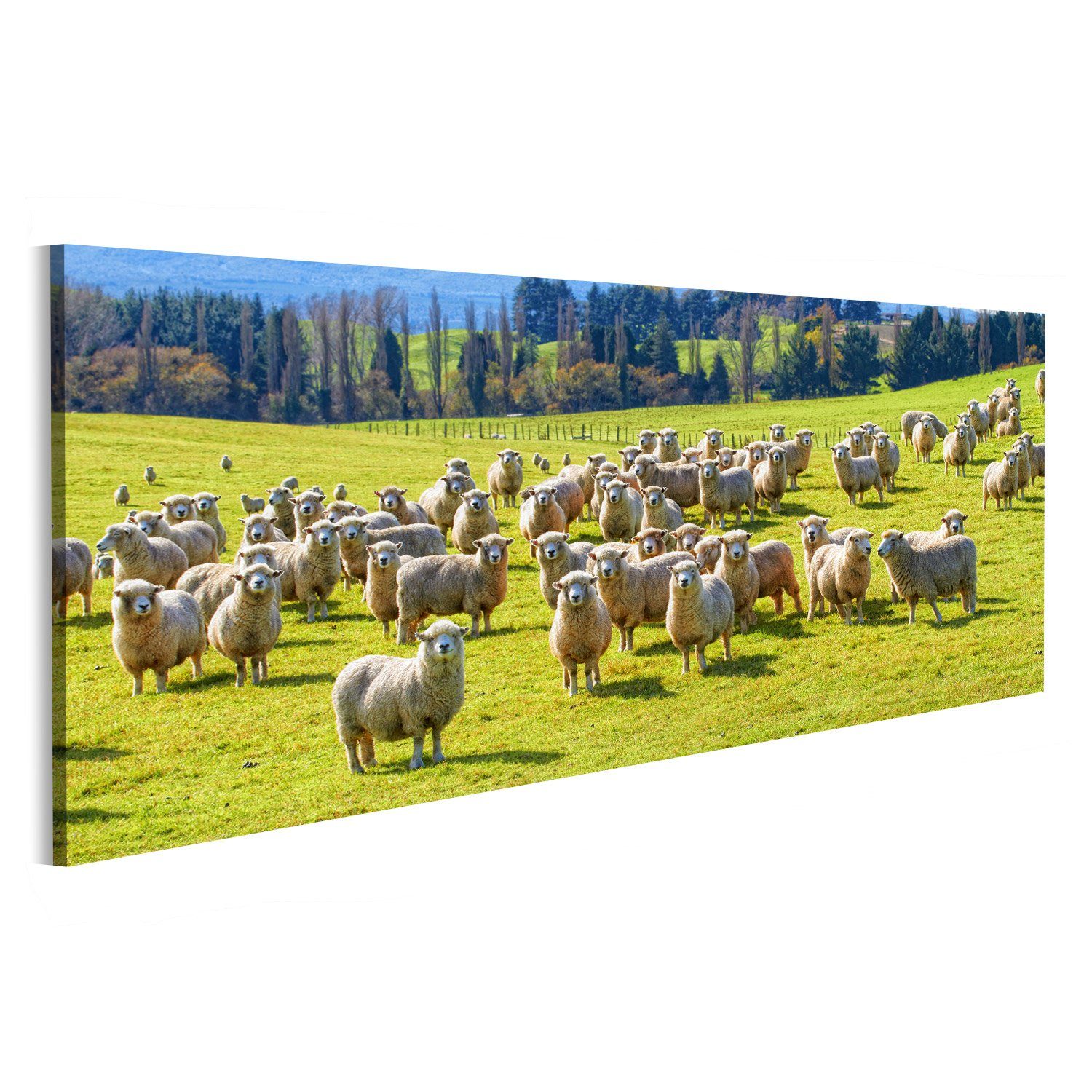 islandburner Leinwandbild Bild auf Leinwand Ein Foto Von Einer Herde Von Schafen In Neuseeland