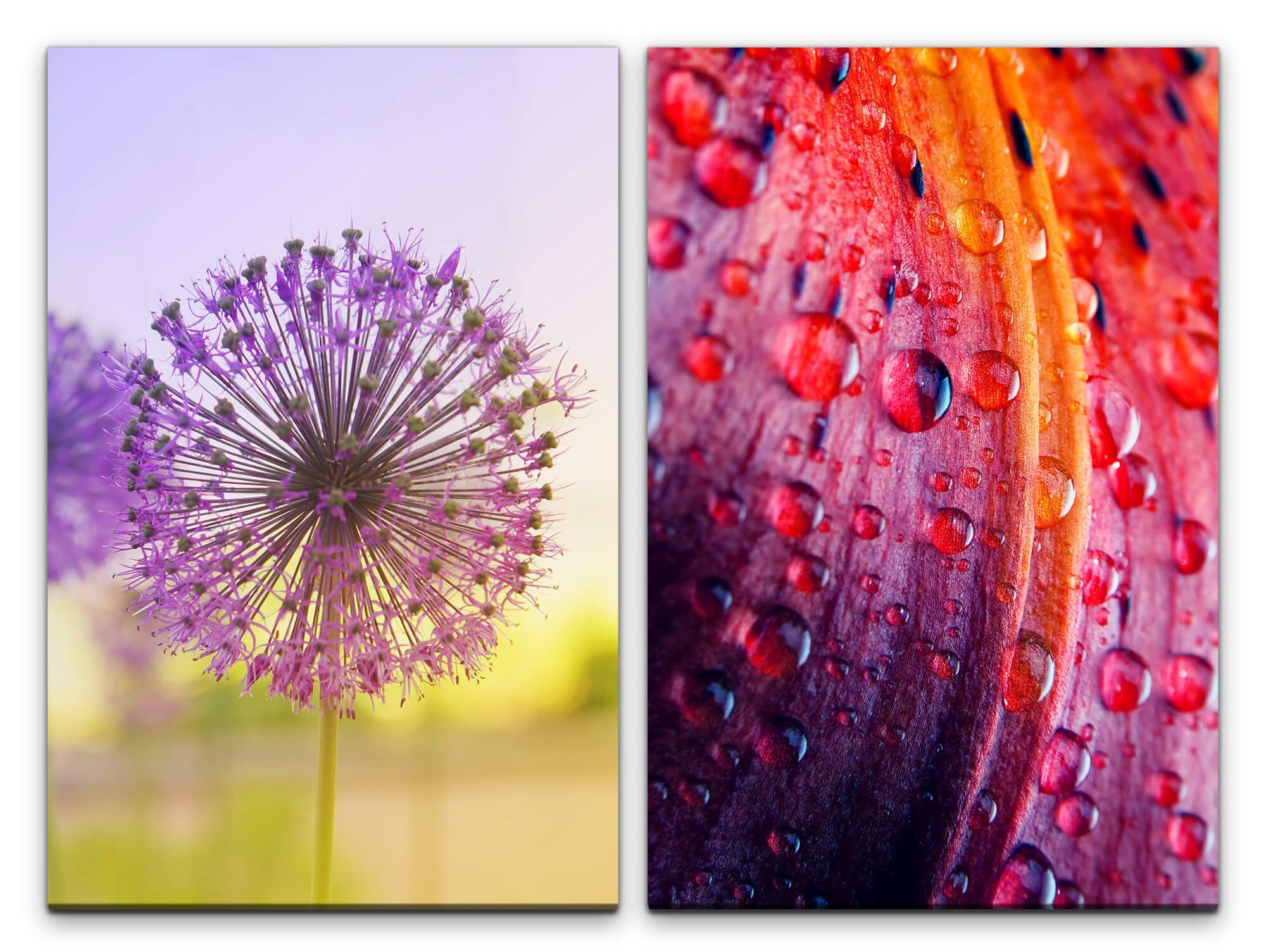 Sinus Art Leinwandbild 2 Bilder Je 60x90cm Sommerblume Bunte Pusteblume