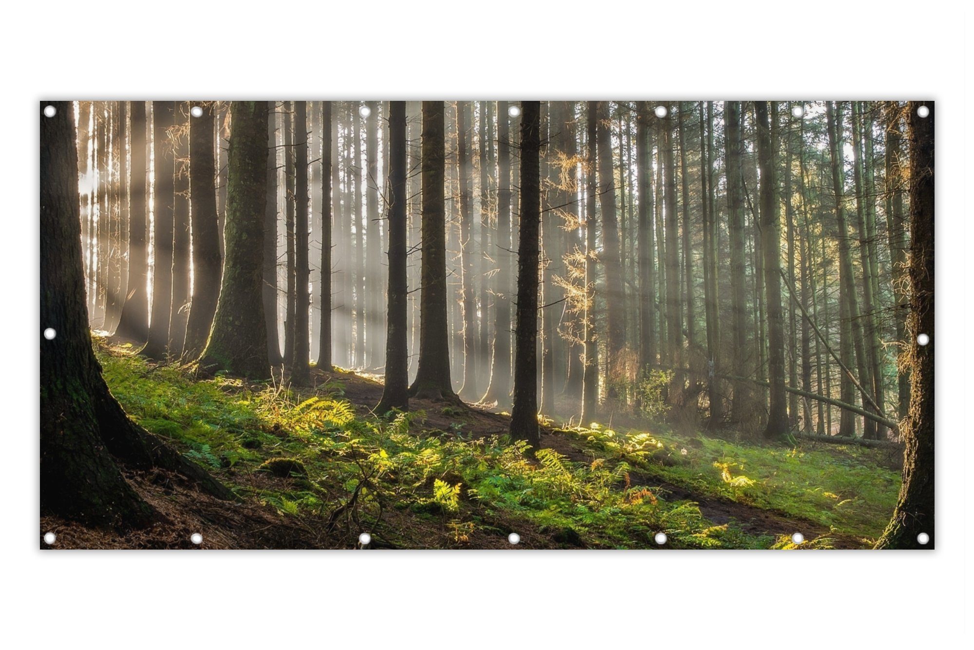Muchowow Balkonsichtschutz Sonne Äste Bäume Wald Natur 1 St