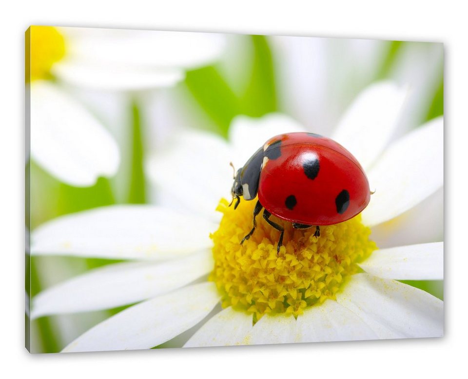 Pixxprint Leinwandbild Marienkäfer Auf Gänseblümchen Marienkäfer Auf