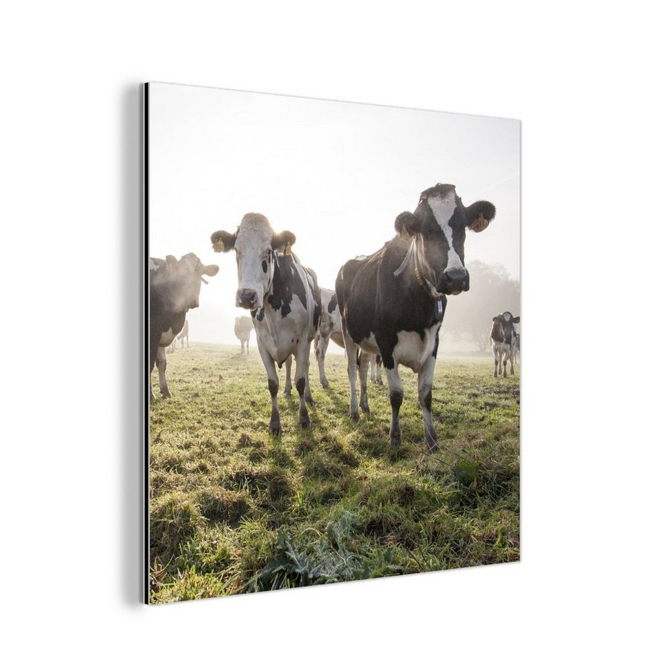 Muchowow Metallbild Kühe Licht Gras Tiere 1 St Alu Dibond