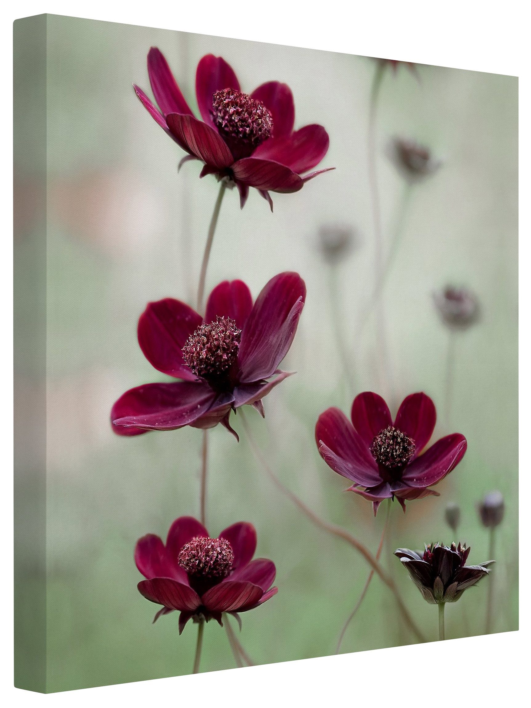 Bilderdepot24 Leinwandbild Blumen Modern Pinke Kosmeen pastell Bild auf Leinwand Groß XXL ...