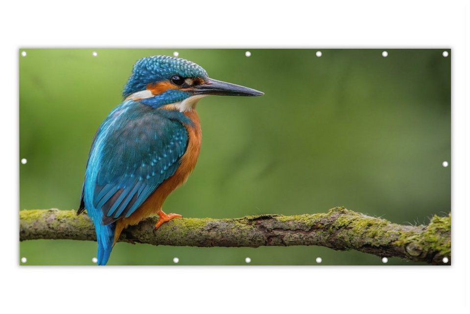 Muchowow Balkonsichtschutz Eisvogel Zweig Moos Vogel Grün 1
