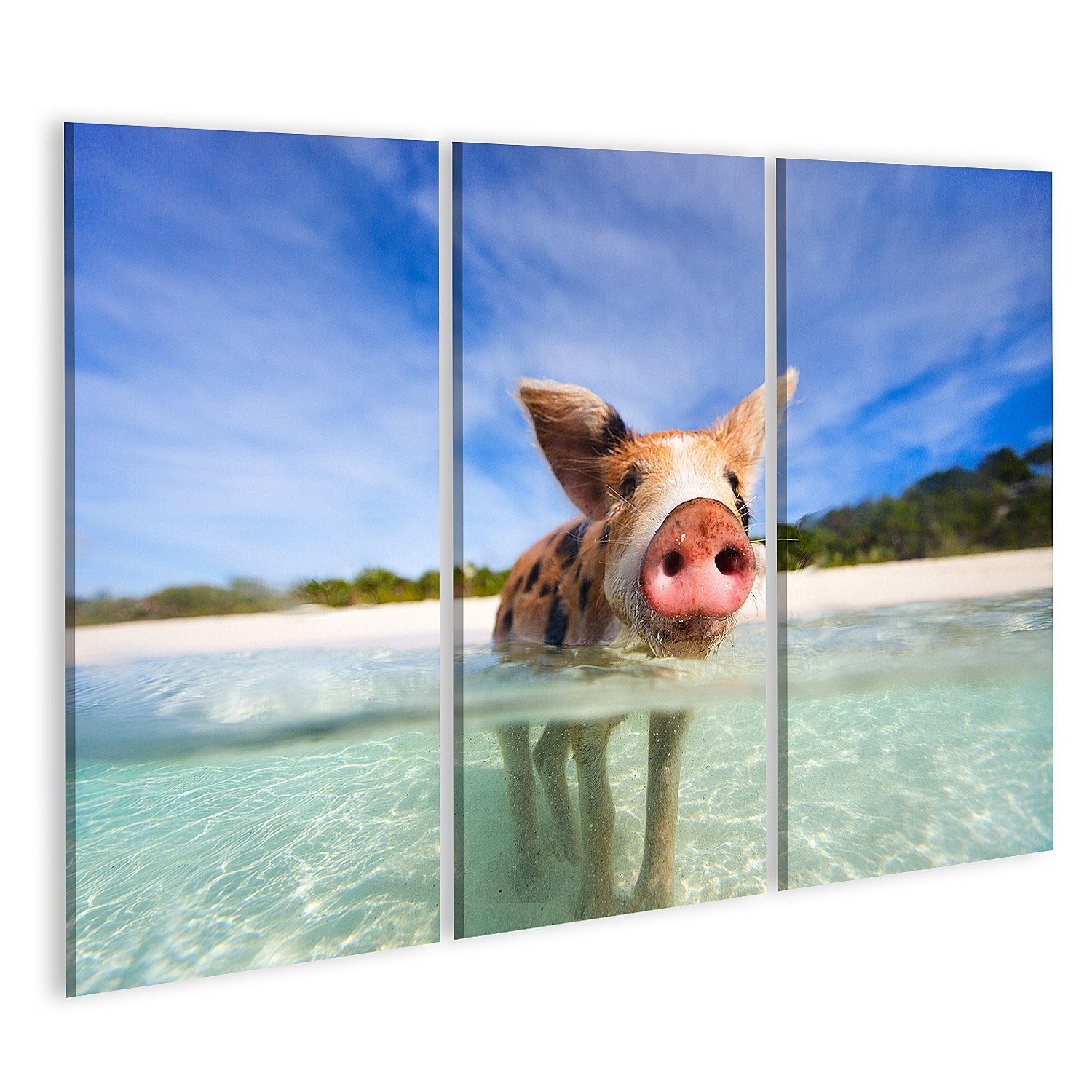 islandburner Leinwandbild Bild auf Leinwand Kleines Schweinchen Wasser Strand Exuma Bahamas ...