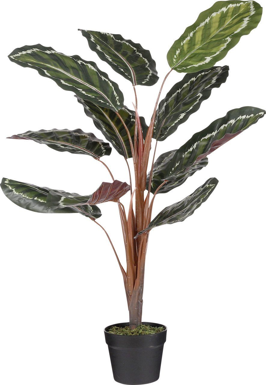 Kunstpflanze Mica Kunstpflanze Calathea Roseopicta Im Topf Grün Mica