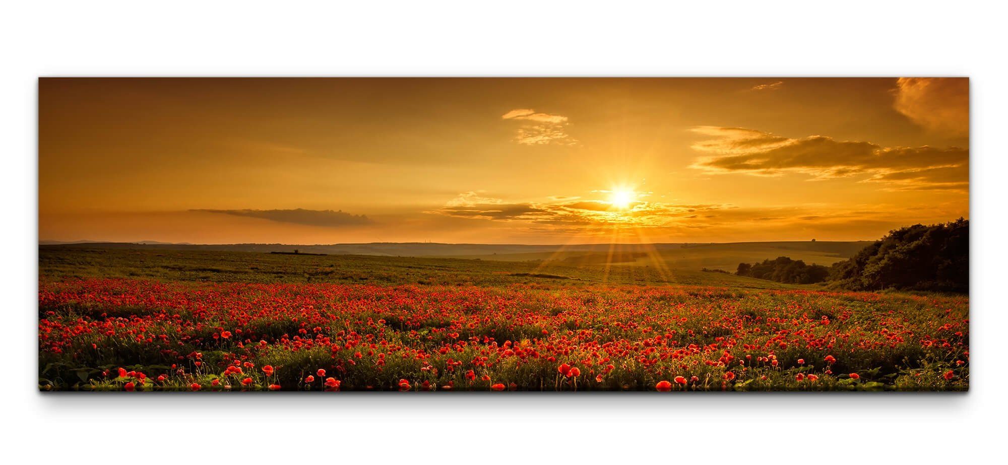 möbel-direkt.de Leinwandbild Bilder XXL Riesiges Mohnfeld Wandbild auf Leinwand