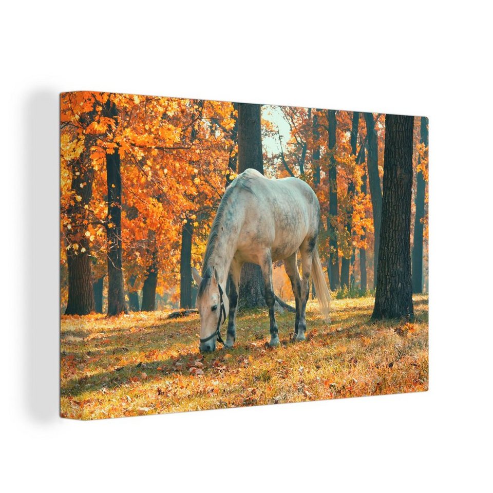 Onemillioncanvasses® Leinwandbild Pferd Herbst Wald 1 St Bild