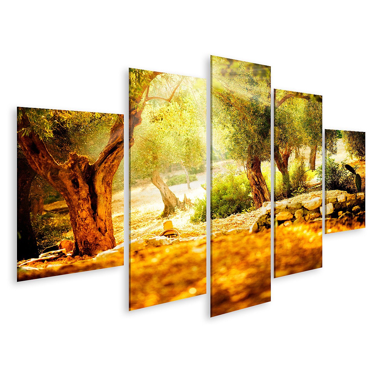 islandburner Leinwandbild »Bild auf Leinwand Olivenbäume Im Sonnenlicht Wandbild Poster ...
