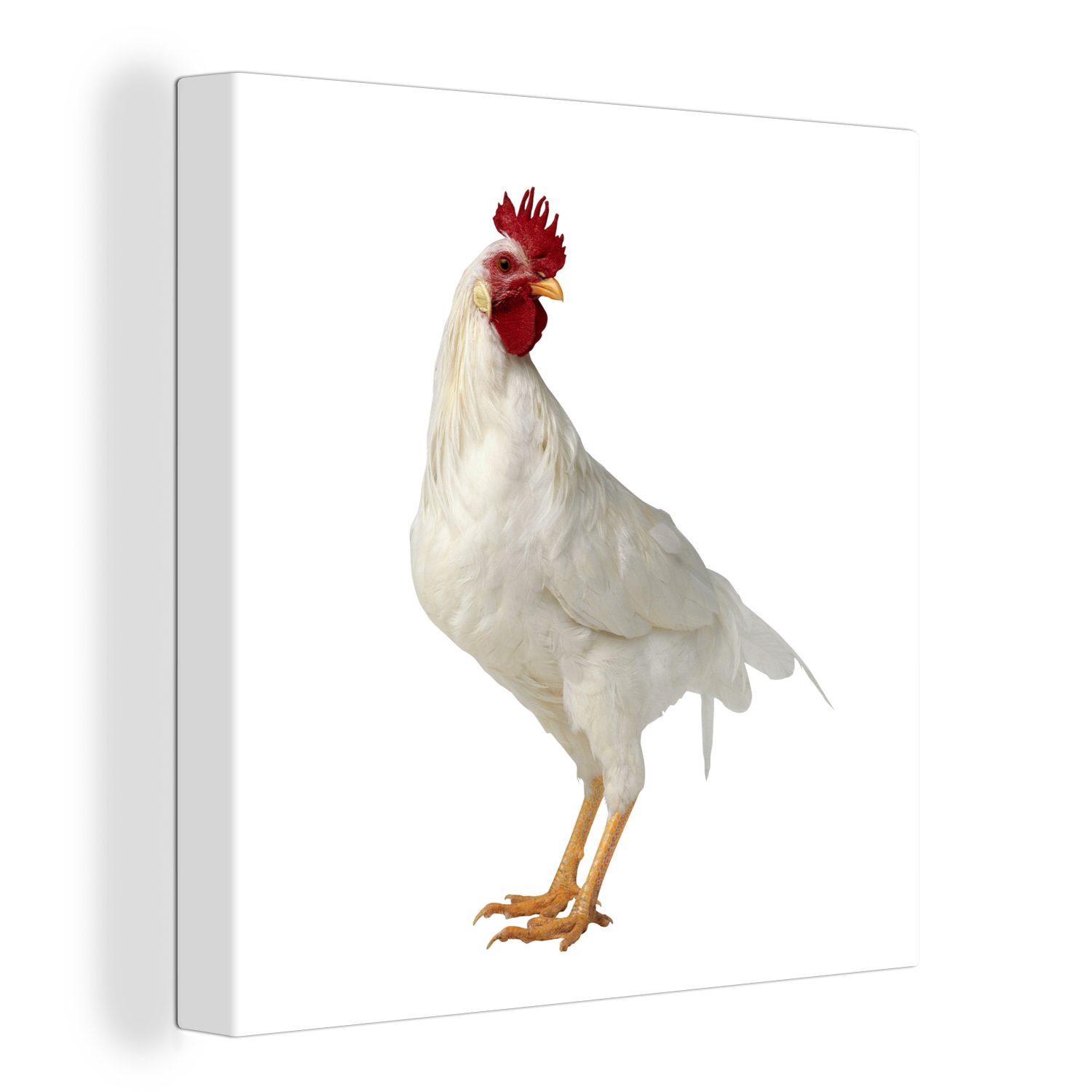 Onemillioncanvasses® Leinwandbild Junger Weißer Hahn Auf Weißem