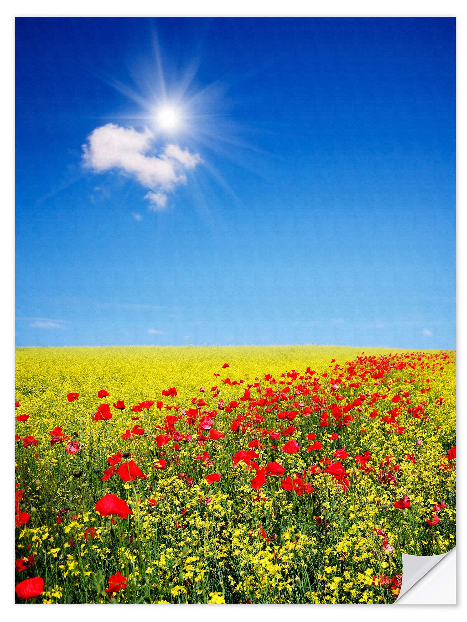 Posterlounge Wandfolie Editors Choice, Sonnige Landschaft mit Feldblumen, Fotografie