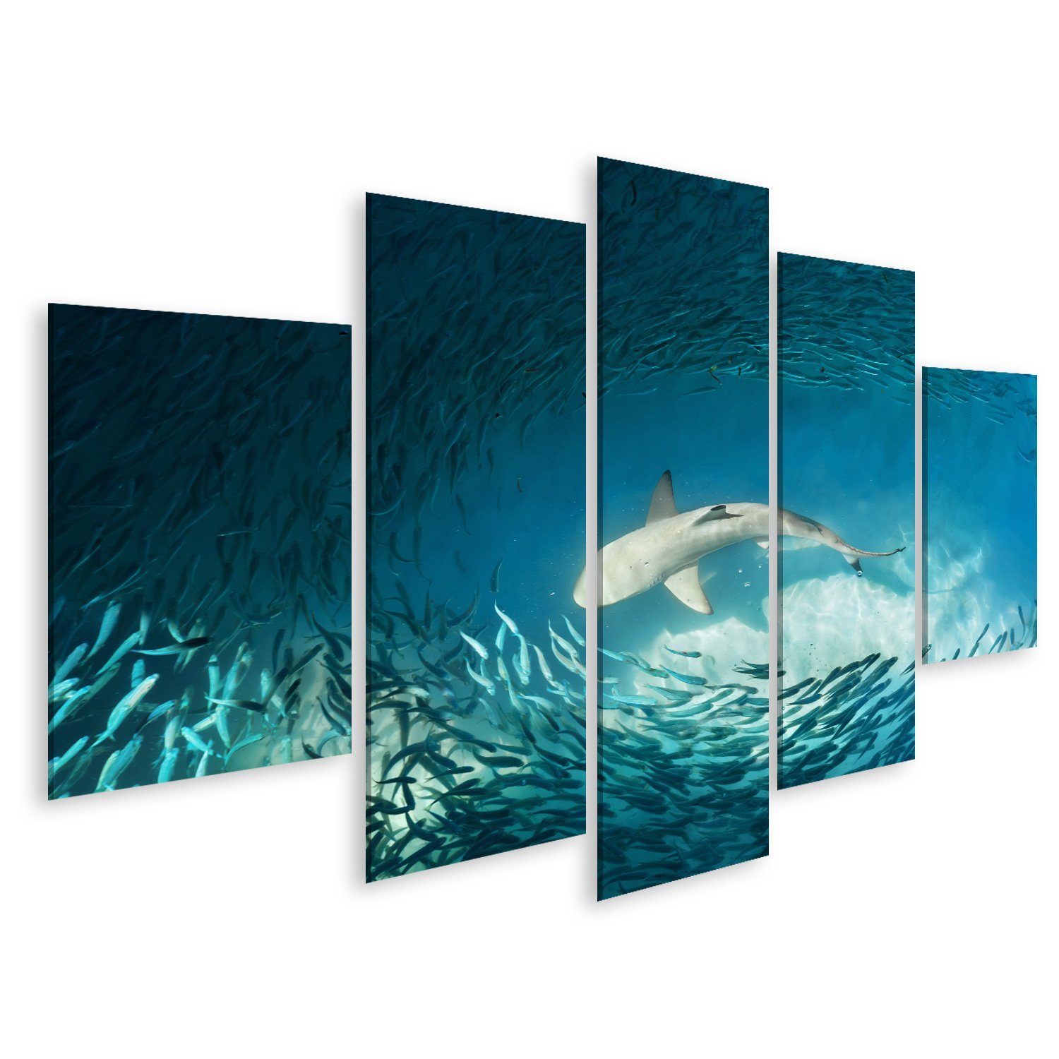 islandburner Leinwandbild »Bild auf Leinwand Hai Kleine Fische Ozean Natur Hintergrund Wandbild ...